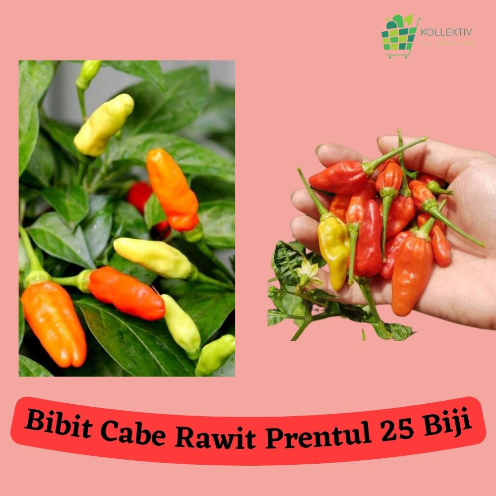 Jual Bibit Cabe Rawit Prentul / Domba / Benih Sayuran | Shopee Indonesia