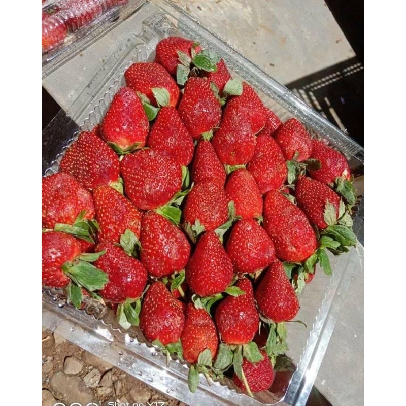 Jual buah strawberry 1 kg | Shopee Indonesia