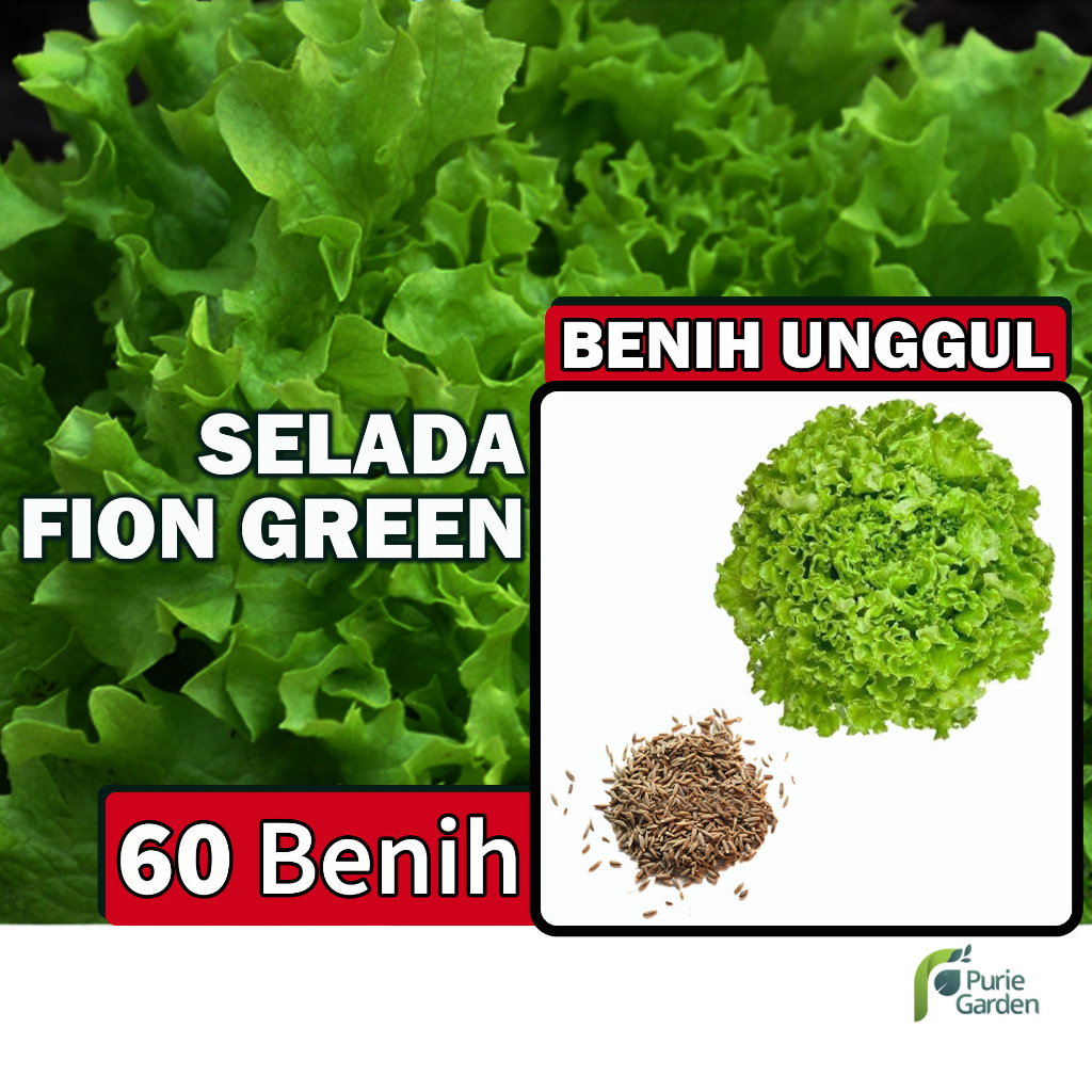 Jual Purie Garden Benih Bibit Selada Hijau Fion Green 60 Benih Dua ...