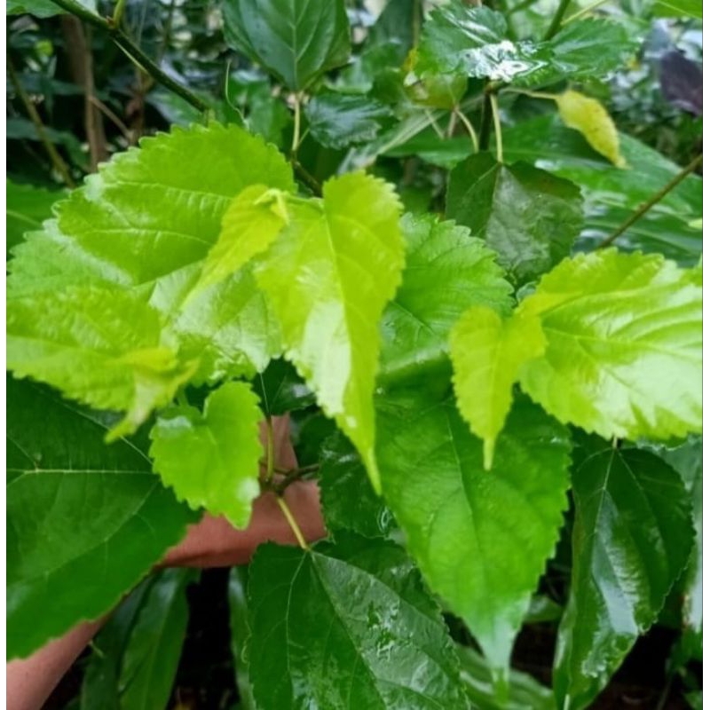 Jual Daun murbei segar per helai | Shopee Indonesia