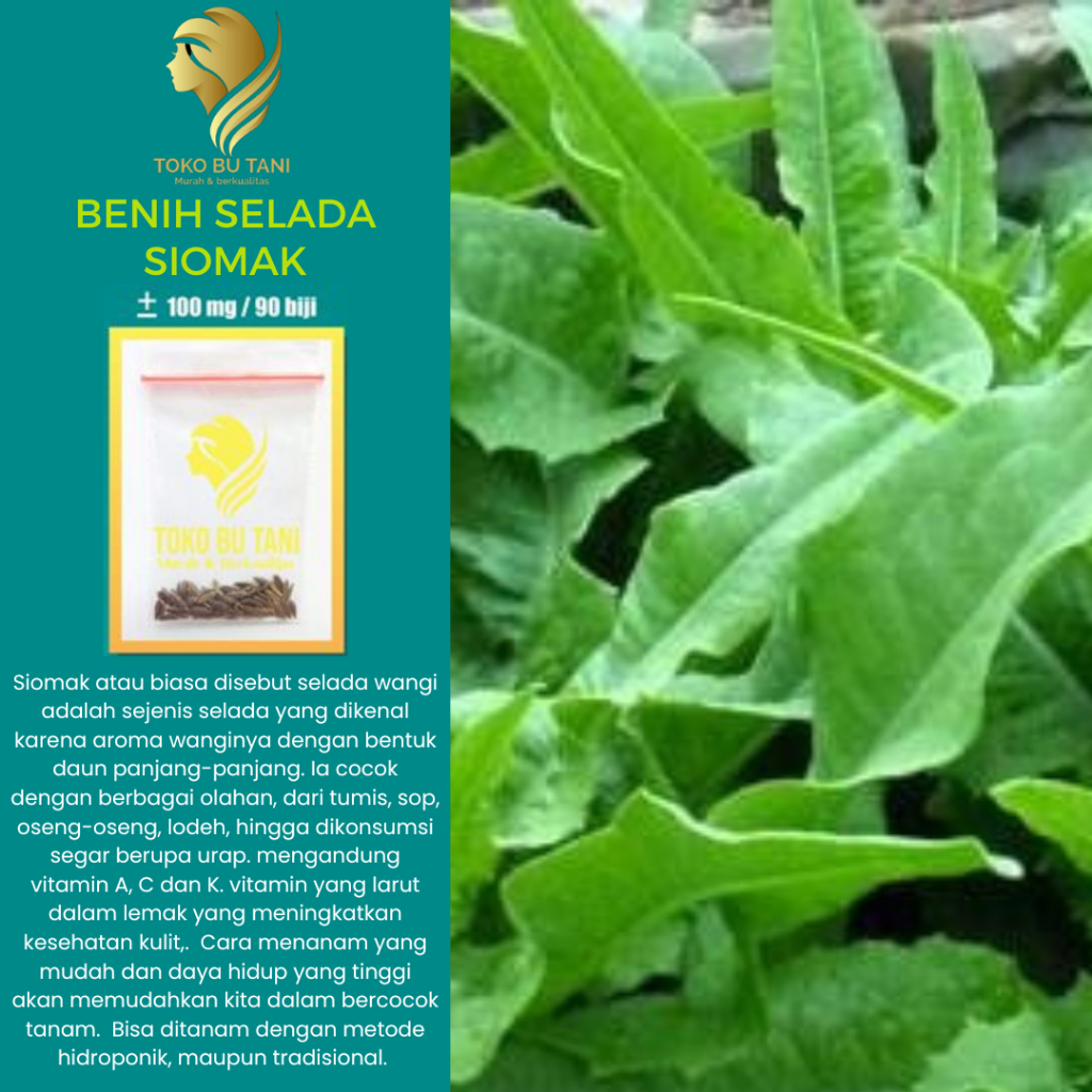 Jual BTN Benih Selada Siomak Bibit Selada Wangi Benih Sayuran Bibit ...