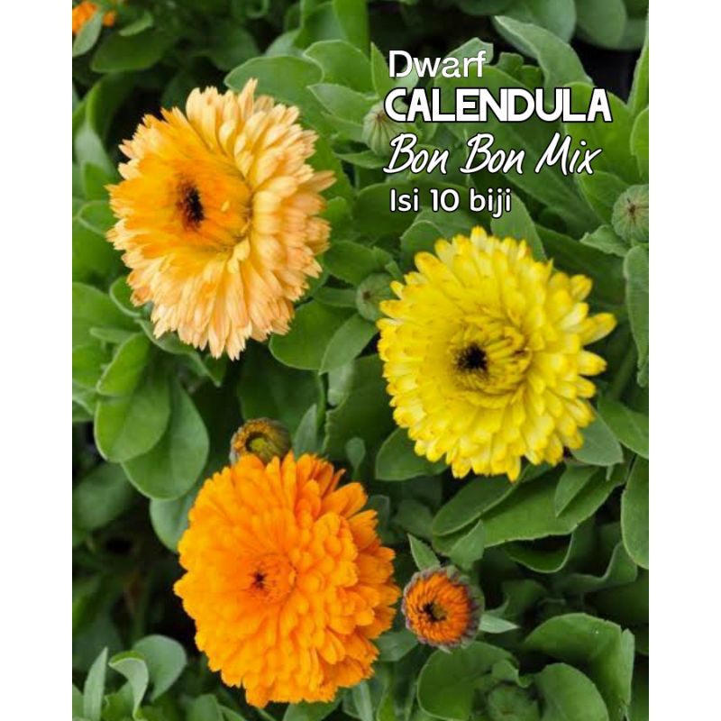 Jual Calendula Bon bon Mix benih biji | Shopee Indonesia