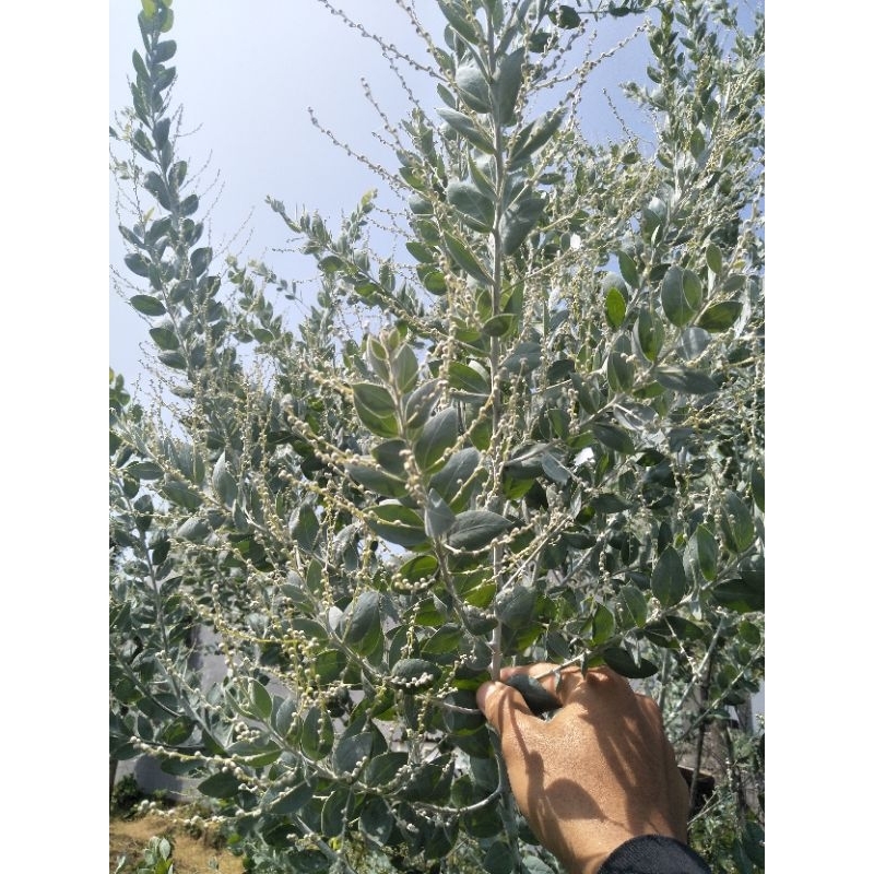 Jual Bunga potong meymusa / memusa silver dollar | Shopee Indonesia