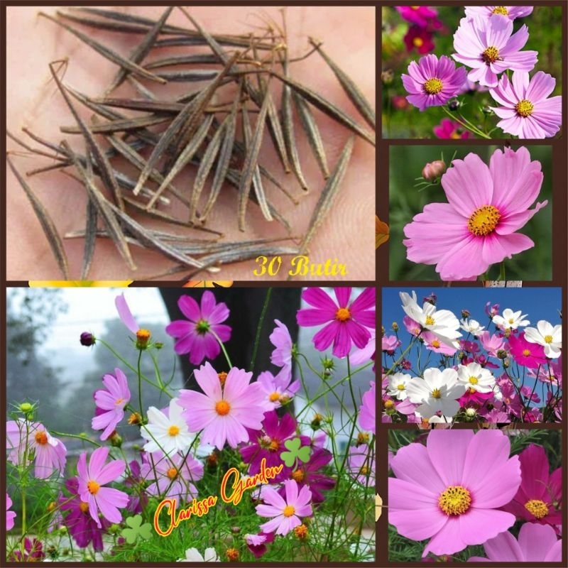 Jual 40 BUTIR BIJI/BENIH BUNGA COSMOS SENSATION DWARF MIXED | Shopee ...