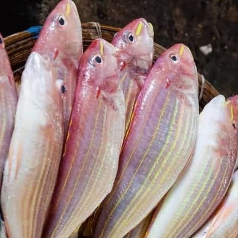 Jual ikan Kurisi segar 1kg ikan kurisi | Shopee Indonesia
