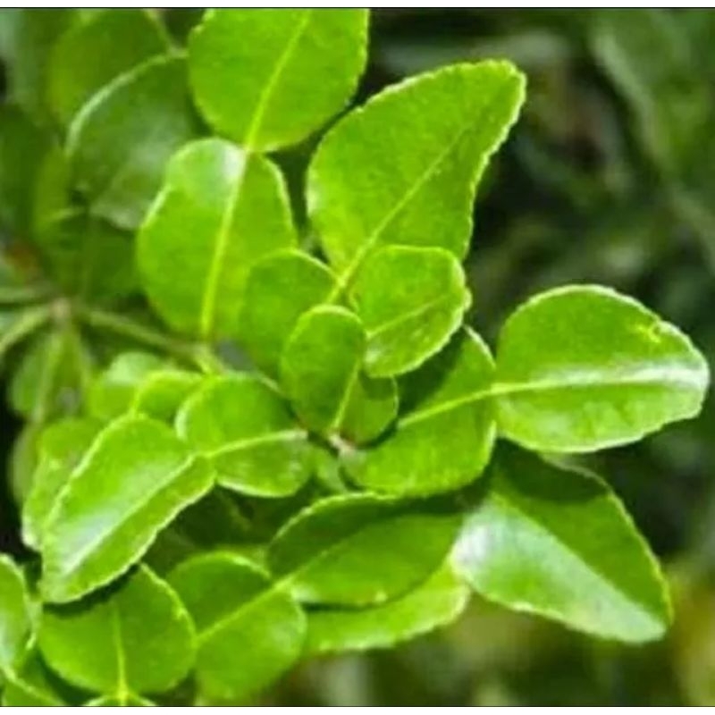 Jual 10 LEMBAR DAUN JERUK PURUT | Shopee Indonesia