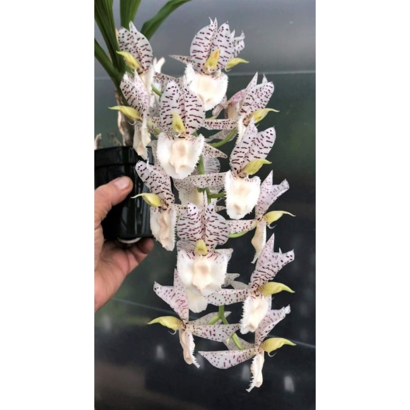 Jual Anggrek Eria Catasetum ( Laura Nolwenn ) | Shopee Indonesia