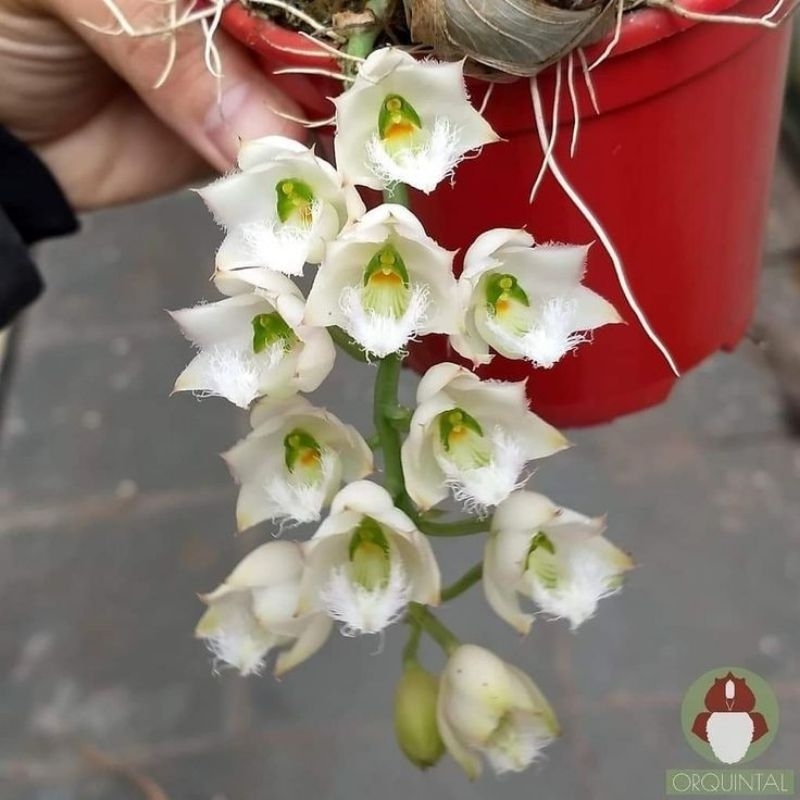 Jual Anggrek Eria Catasetum ( White Princesa Green ) | Shopee Indonesia