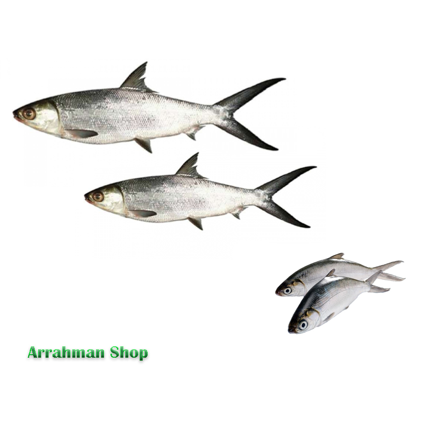 Jual Ikan Bandeng Segar - Ikan Segar Fresh 500 gram | Shopee Indonesia