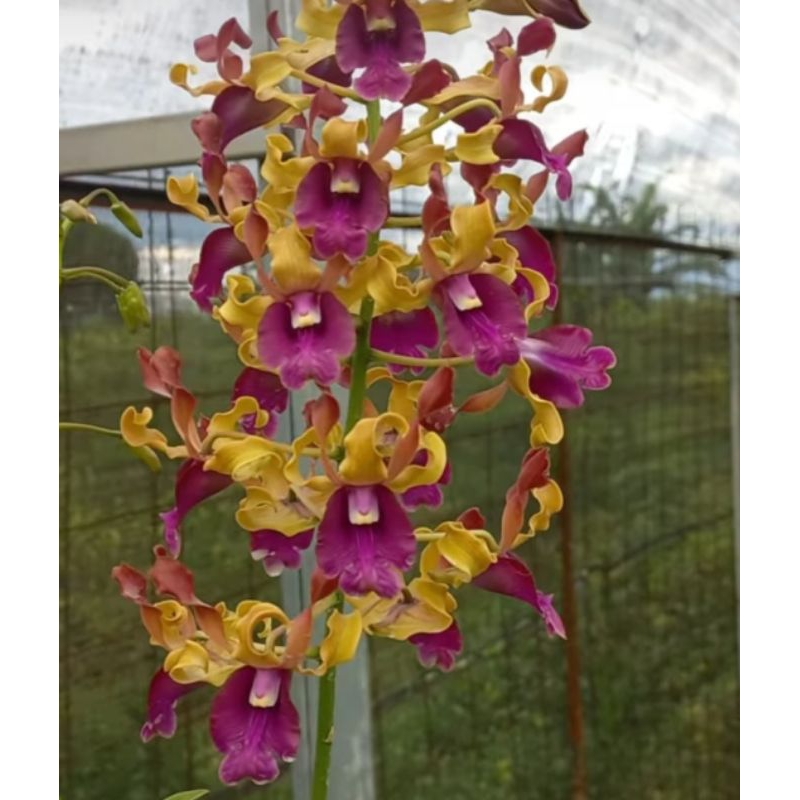 Jual Dendrobium Okta Jelita | Shopee Indonesia Jual Dendrobium Okta Jelita | Shopee Indonesia