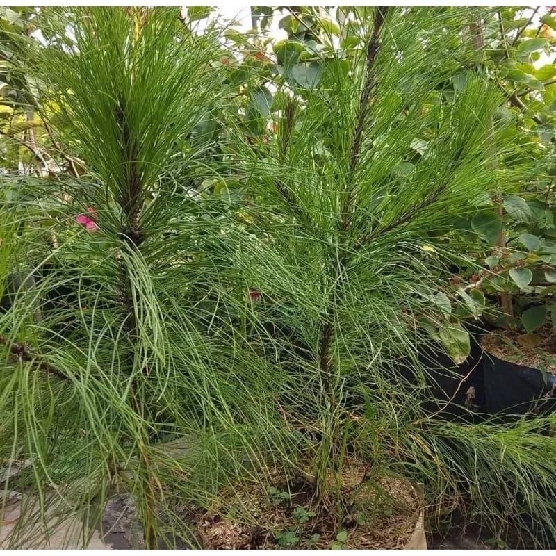 Jual Bibit pohon pinus ±30cm | Shopee Indonesia