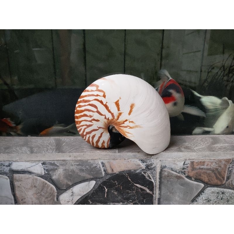 Jual Cangkang kerang cukli/lungsir natural | Shopee Indonesia