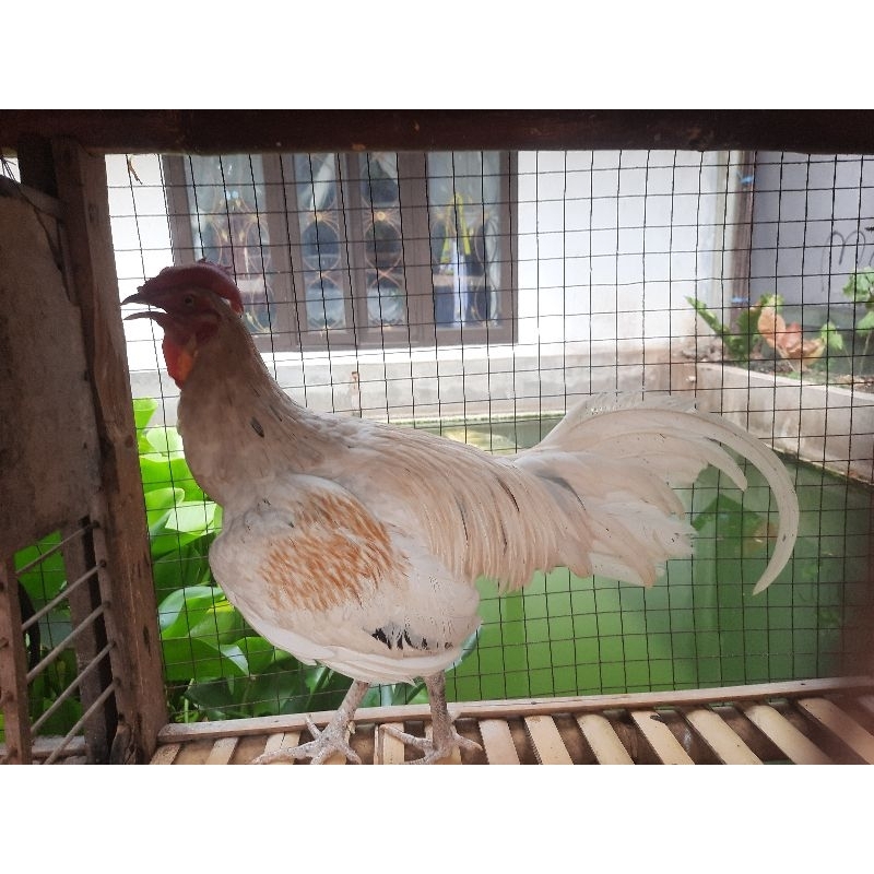 Jual Ayam Bekisar Putih Traju GACOR | Shopee Indonesia