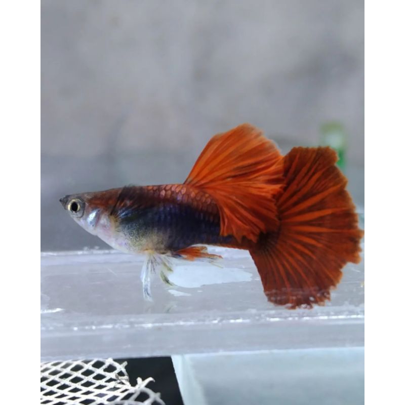 Jual Ikan Guppy Hb Red Rosetail Usia Remaja 2/3 Bulan | Shopee Indonesia