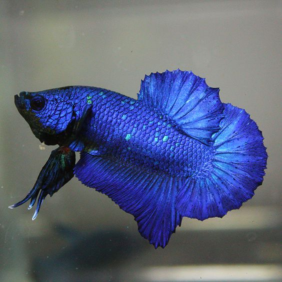 Jual Cupang Plakat Aduan / Bagan MALE | Shopee Indonesia