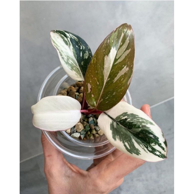 Jual Philodendron Princes White Tanaman Hias Philo White Princes Anakan ...