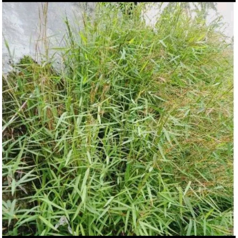 Jual Bibit rumput bambu mini /bambu kerdil | Shopee Indonesia