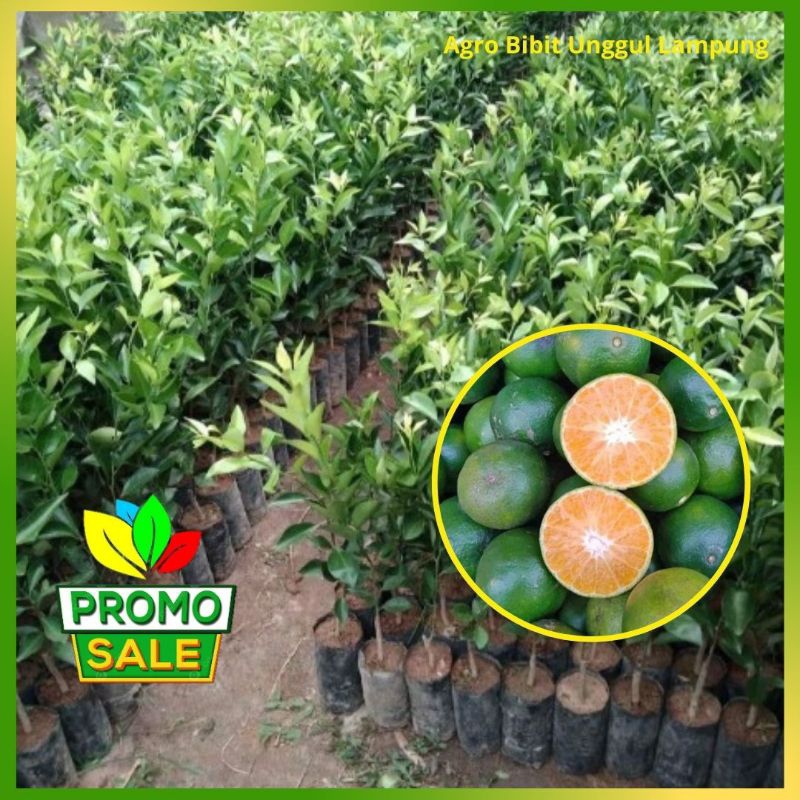 Jual Bibit Jeruk Bw Asli Tanaman Okulasi Cepat Berbuah | Shopee Indonesia