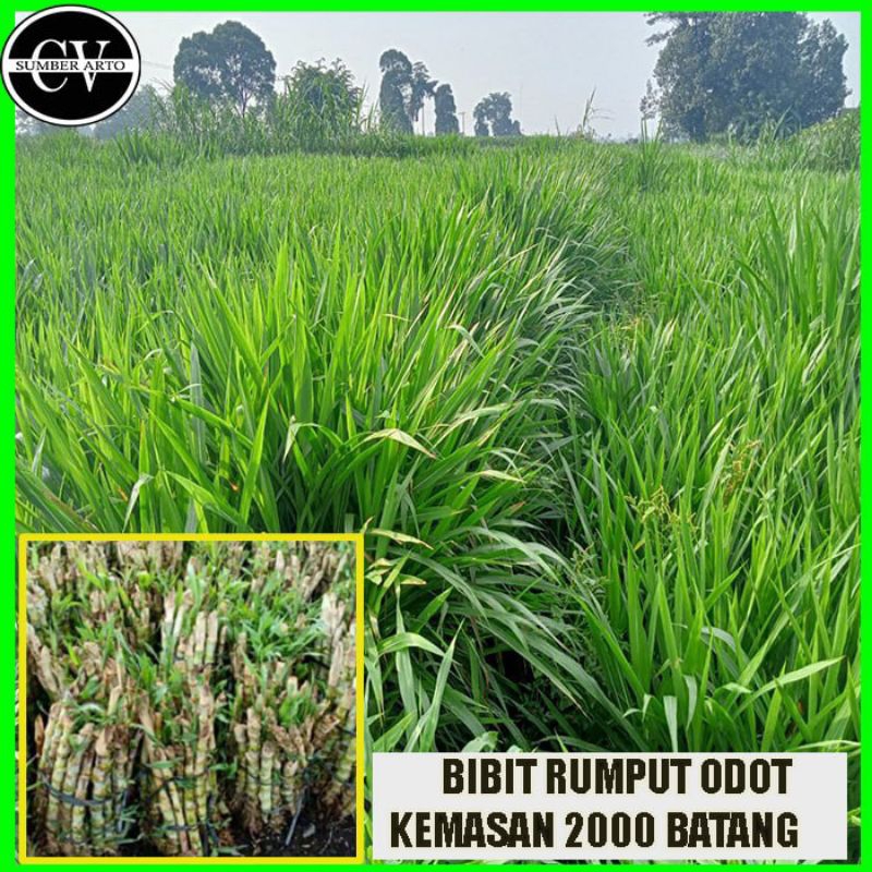 Jual BIBIT RUMPUT ODOT 2 RIBU BATANG . | Shopee Indonesia
