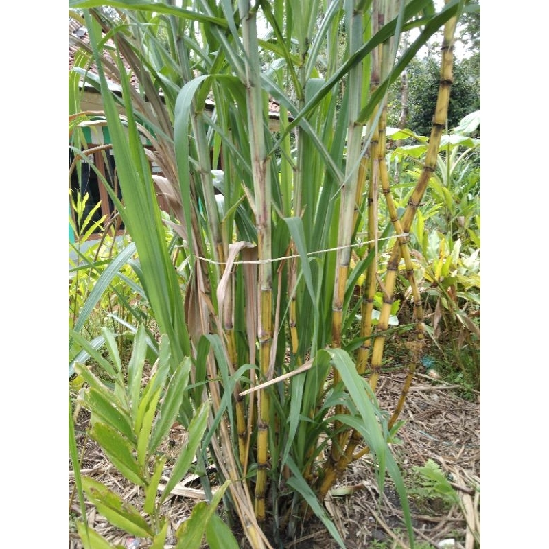 Jual bibit pohon tebu kuning | Shopee Indonesia