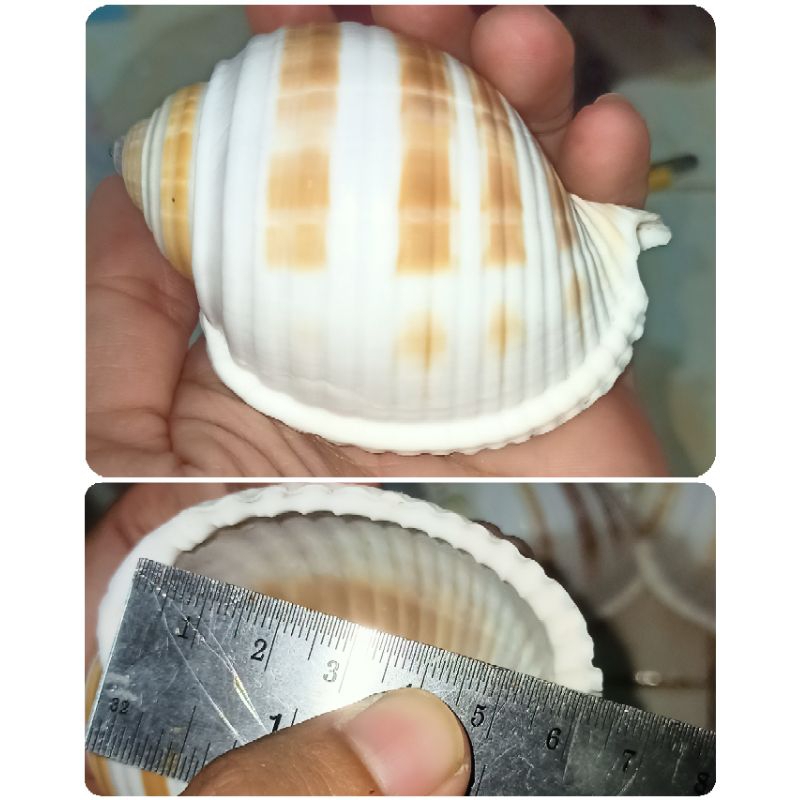 Jual Cangkang Kelomang Kosong Banyak Varian | Shopee Indonesia
