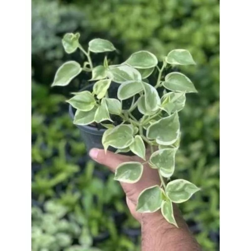 Jual Tanaman Hias Paperomia Mint Frost - Tanaman Hias Jade Plant ...