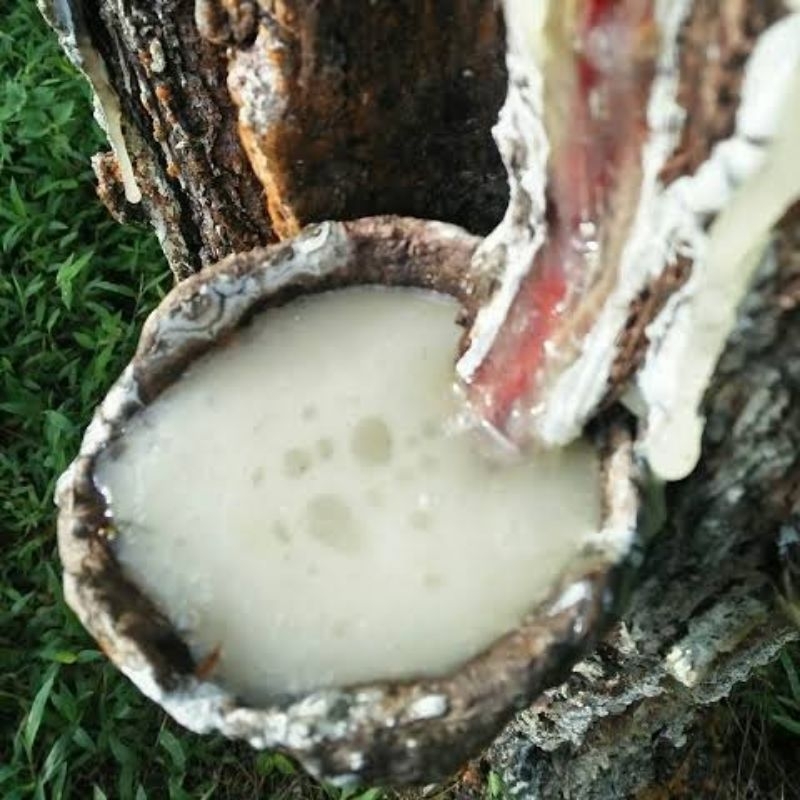 Jual getah pinus 1kg,resin mentah,lebah trigona | Shopee Indonesia