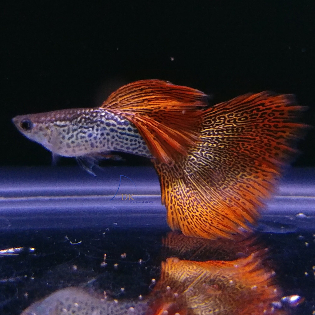 Jual sticker ikan guppy red lace sepasang spek kontes | Shopee Indonesia