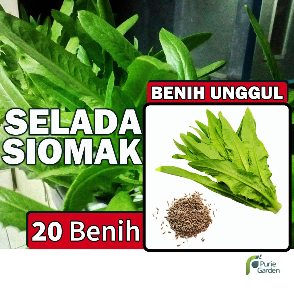 Jual Benih Bibit Selada Wangi Siomak 20 Benih | Shopee Indonesia