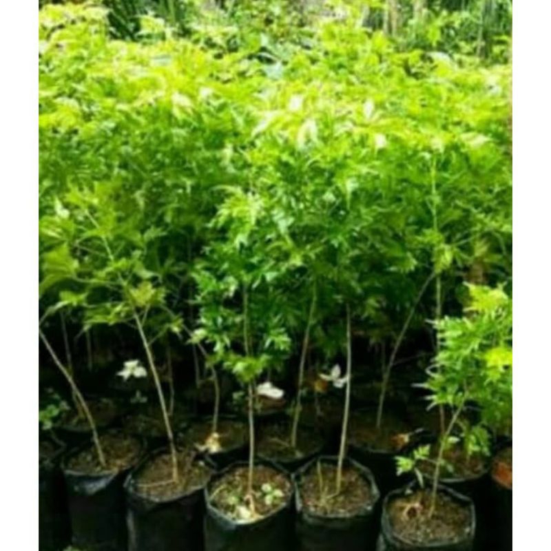 Jual BIBIT TANAMAN HERBAL DAUN MIMBA/BENIH DAUN MIMBA KAYA MANFAAT ...