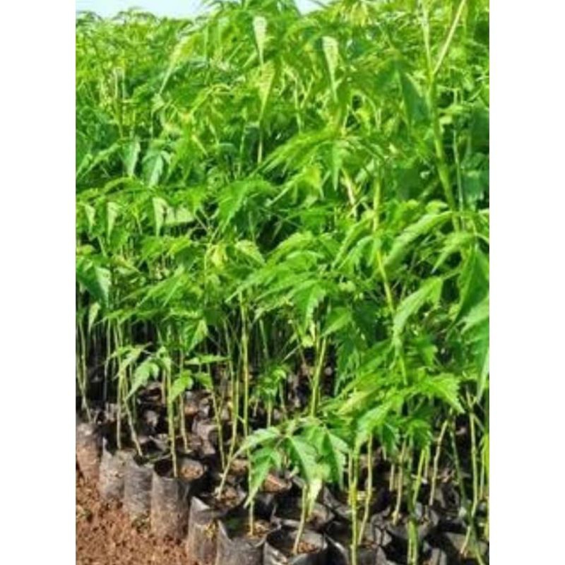Jual BIBIT TANAMAN HERBAL DAUN MIMBA/BENIH MIMBA KAYA MANFAAT | Shopee ...