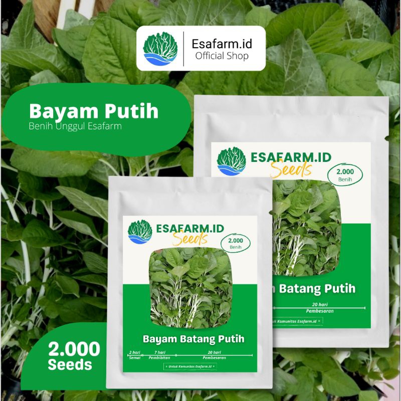 Jual Benih Bayam Batang Putih F1 (Bayam Thailand) 2.000 Biji by ESAFARM ...