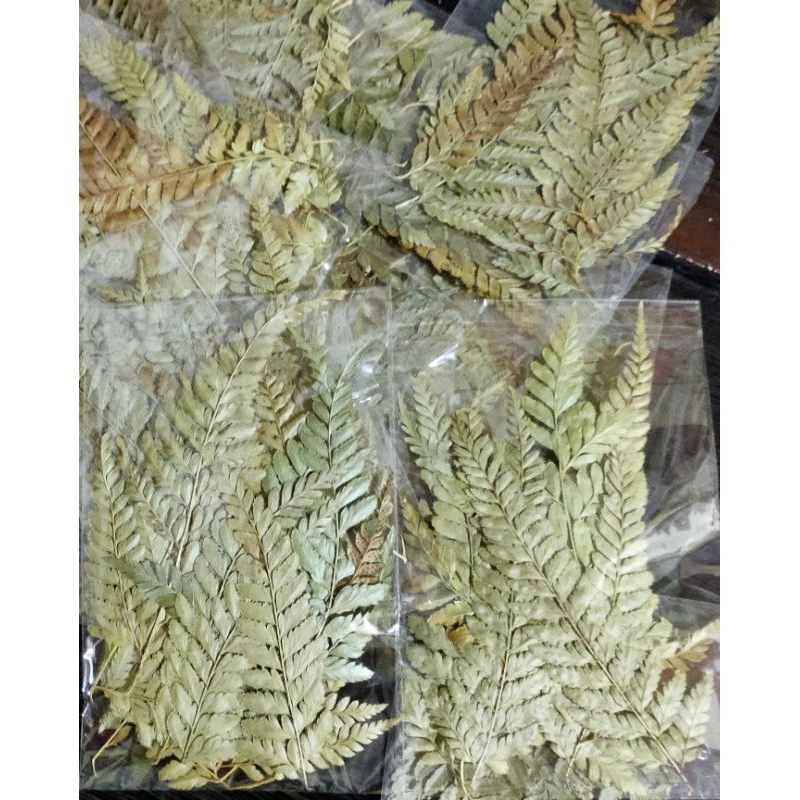 Jual DAUN PAKIS KERING RUSTIK MAHAR DEKORASI | Shopee Indonesia