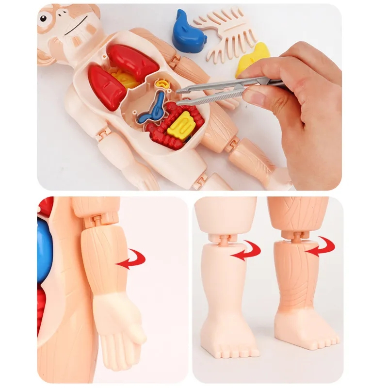 Jual Mainan Edukasi Anak Mengenal Organ Tubuh Manusia/Human Body Anatomy Models | Shopee Indonesia