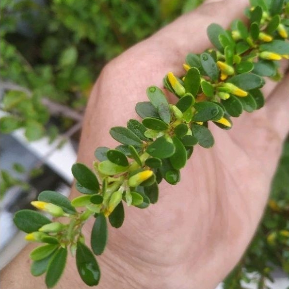 Jual bibit bonsai bria / saeng simbur kuning/ jamaican rain tree ...
