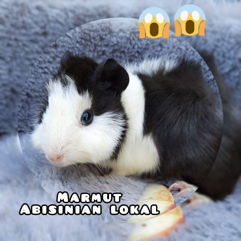 Jual Marmut Abisian Lokal | Shopee Indonesia
