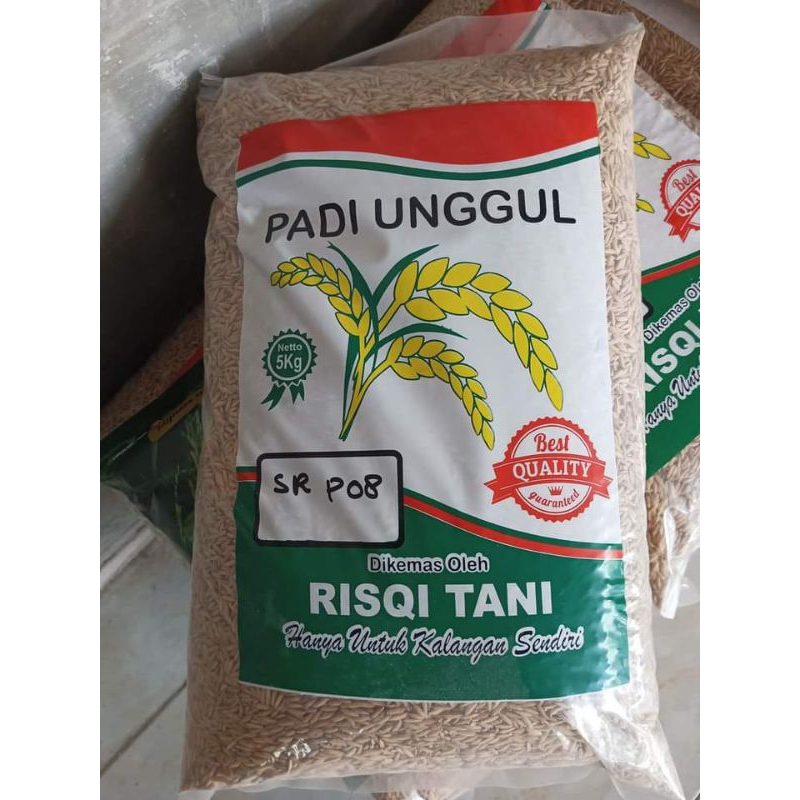 Jual PADI SR P08 (PADI SUPER GENJAH 65-70HST PANEN) | Shopee Indonesia