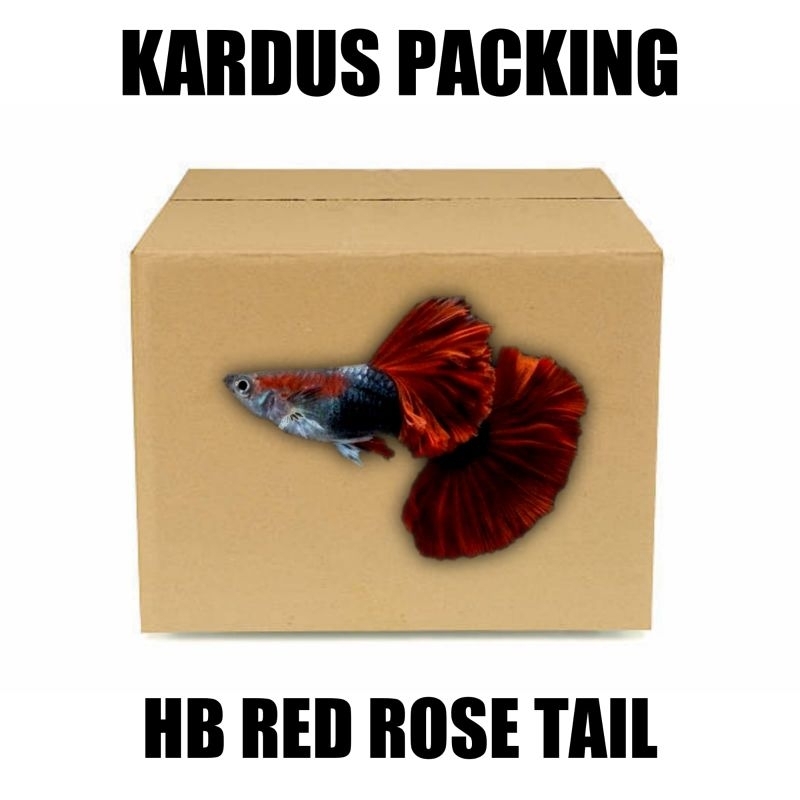 Jual HB red rose tail 1 pasang indukan berkualitas | Shopee Indonesia