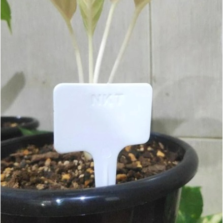 Jual label tag TANCAP tanaman nkt warna putih name tag untuk LIVE - SATUAN TANCAP | Shopee Indonesia