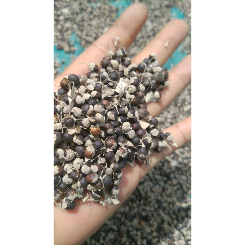 Jual Herbal Buah Legundi kering 500 gr | Shopee Indonesia