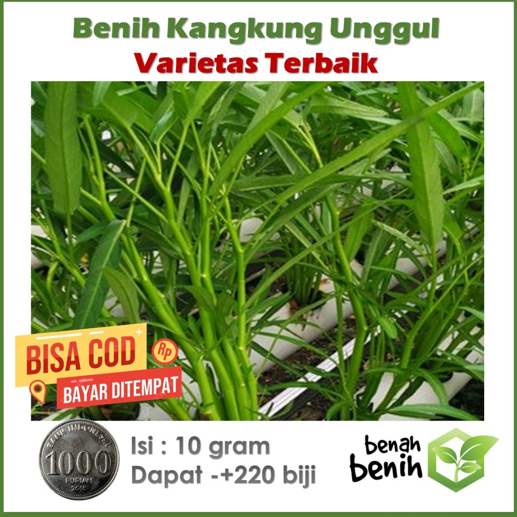 Jual Bibit Kangkung / Benih Kangkung Terbaik Varietas Unggul Cocok ... Jual Bibit Kangkung / Benih Kangkung Terbaik Varietas Unggul Cocok ...