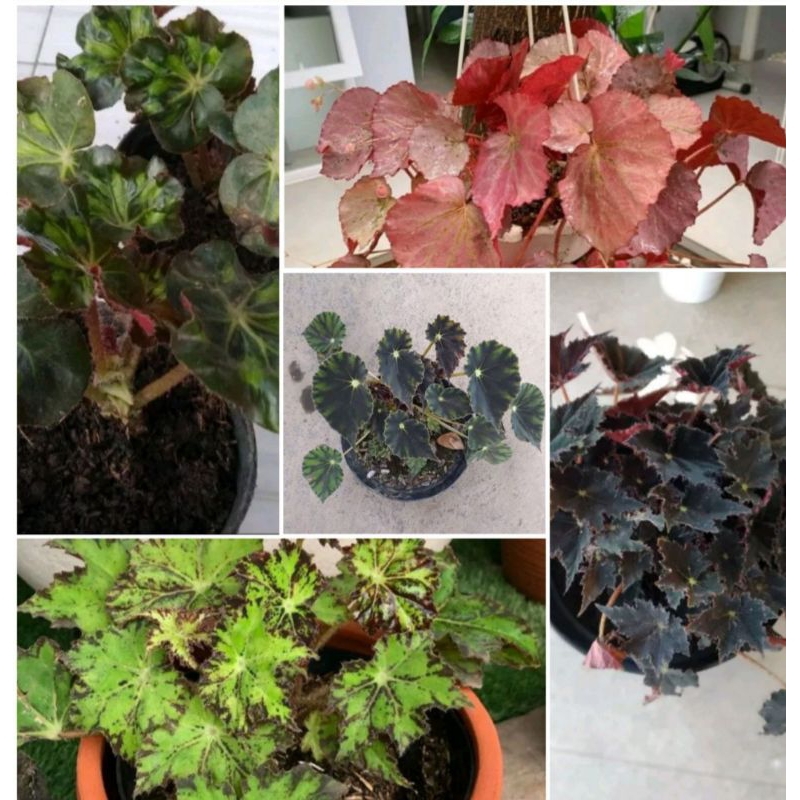Jual PROMO paket 5 jenis begonia | Shopee Indonesia