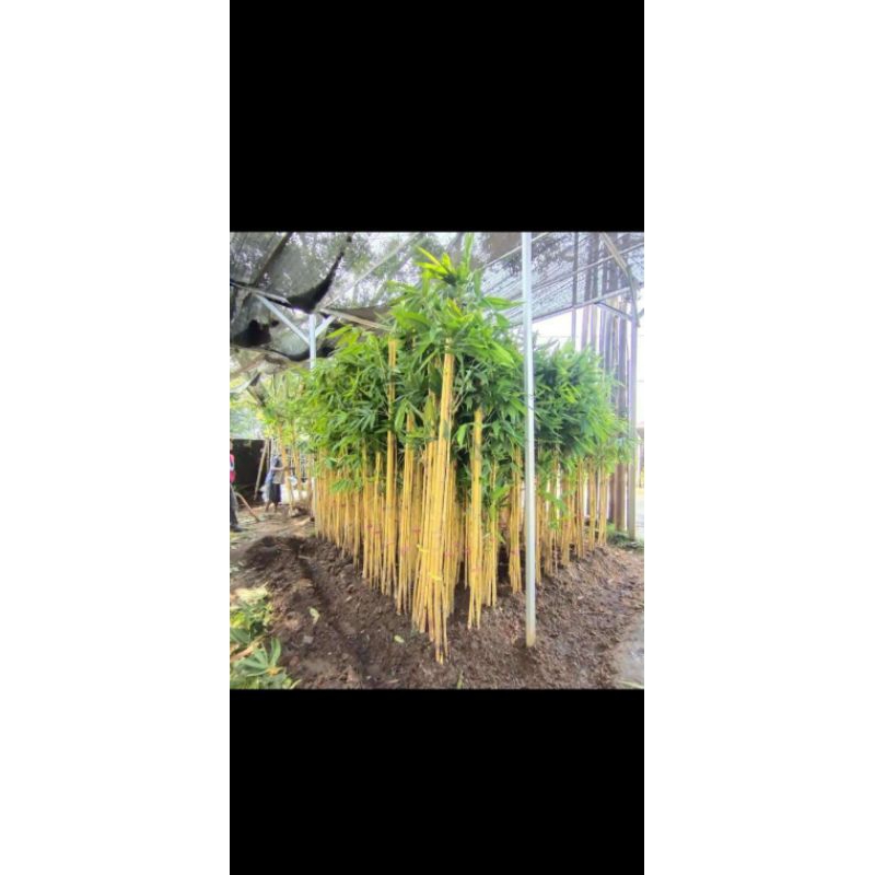 Jual pohon bambu panda kuning | Shopee Indonesia
