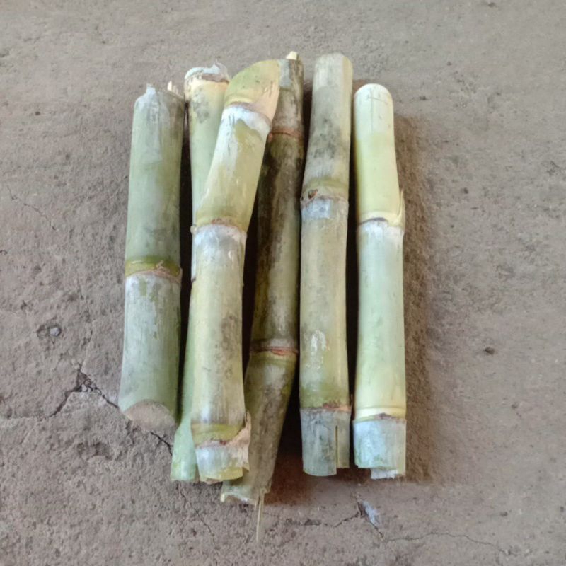 Jual bibit tebu hijau super manis murah 1 pack isi 8 batang | Shopee ...