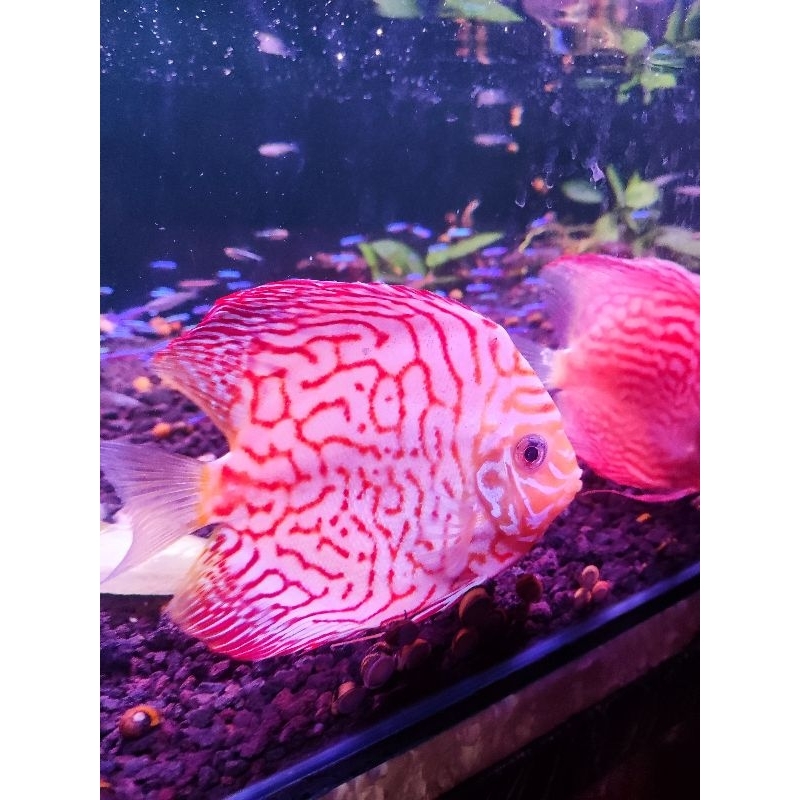 Jual ikan discus 5 inch indukan / pigeon checkerboard / montana ...