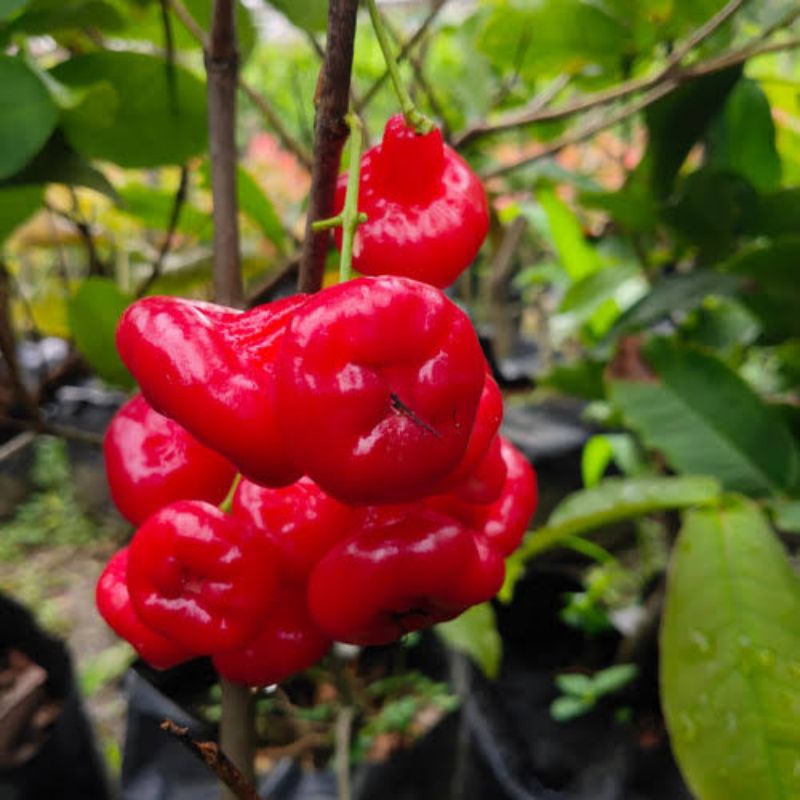 Jual Pohon Jambu Kancing Cepat Berbuah Bibit Pohon Jambu Kancing ...
