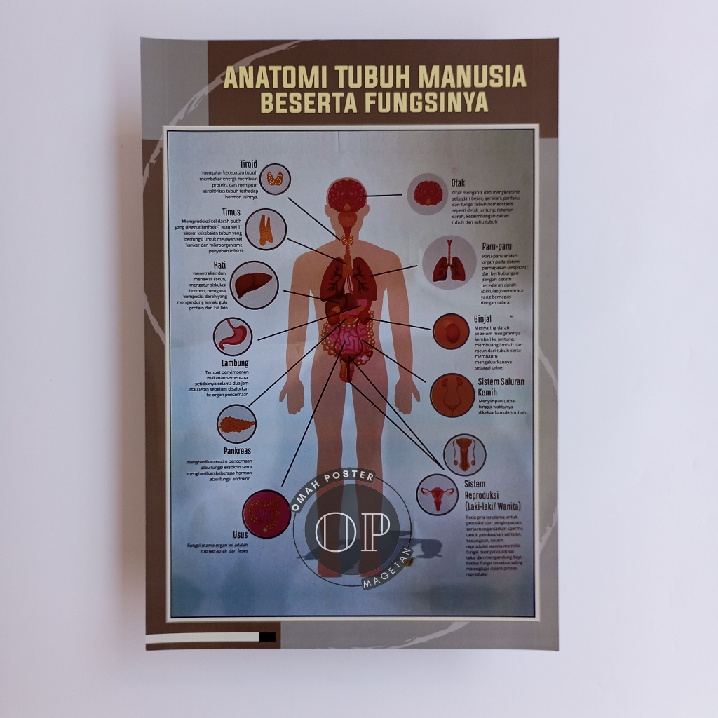 Jual Termurah - Poster Sekolah - Poster Edukasi - Poster Anatomi Tubuh ...