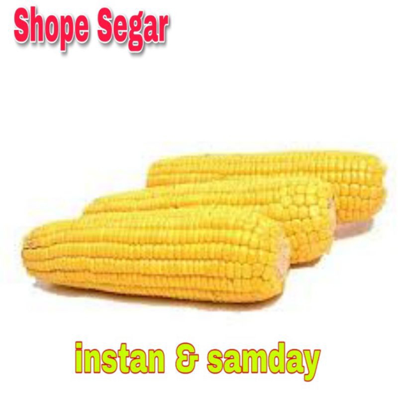 Jual Jagung Manis/Madu 1 picis | Shopee Indonesia