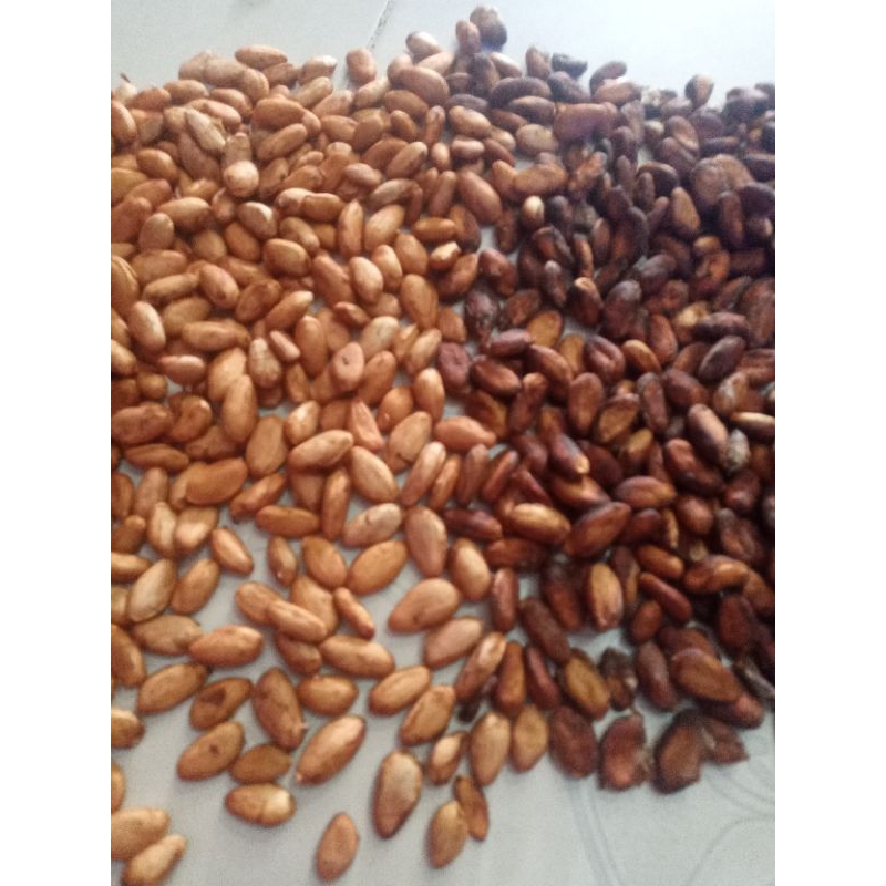 Jual biji coklat/biji kakao kering 250 gr | Shopee Indonesia