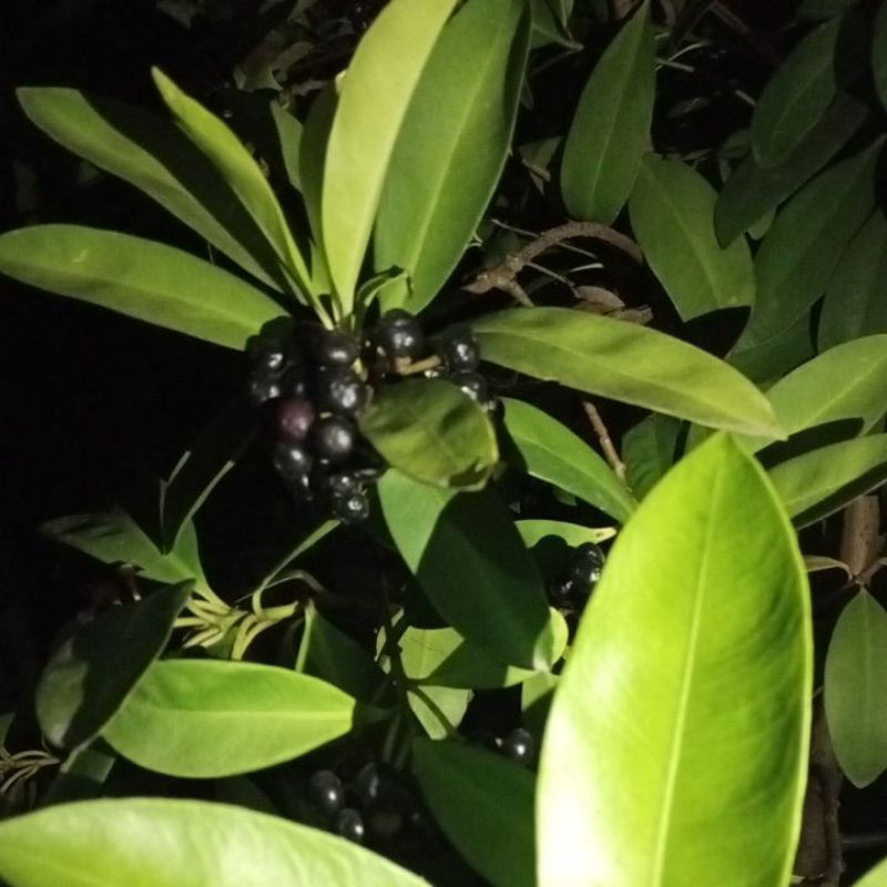 Jual DAUN LEMPENI SEGAR OBAT HERBAL TUMOR & KANKER (ardisia elliptica ...